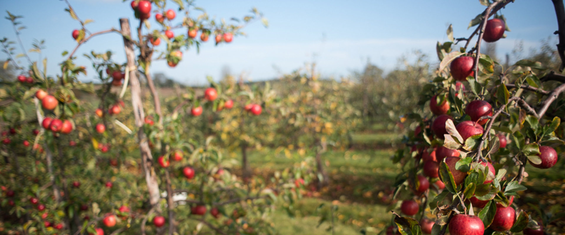 Oddbox - bringing wonky fruit and veg to homes and offices ...