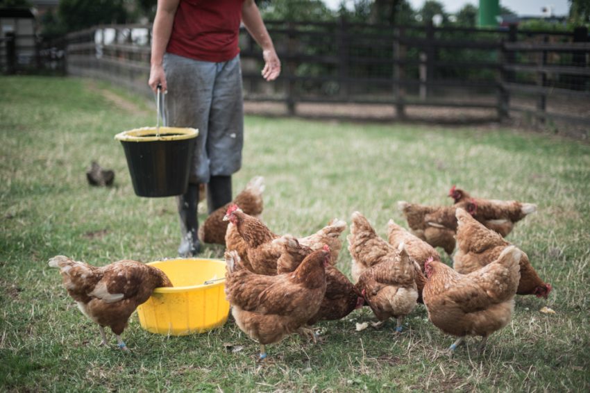 Chickens enjoying food waste - Food Is Wasted